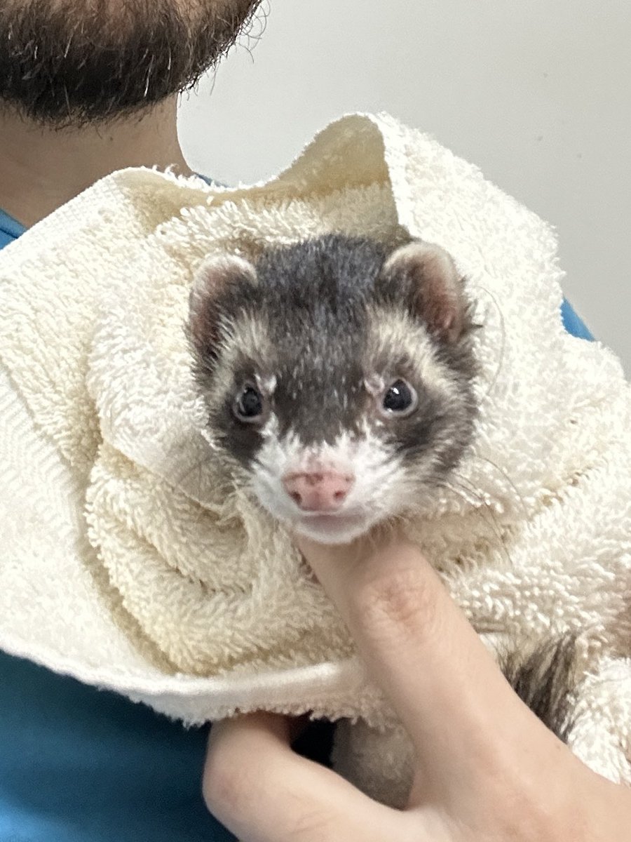 Ended up in another state visiting a string of Exotic Pet ERs trying to ...