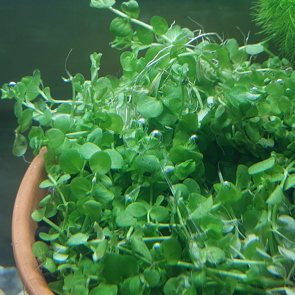 Đa Minh 加藤孝幸🌧(@Tonbi_ko) - Twilog (ツイログ)