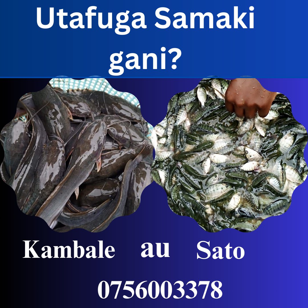Utafuga Samaki gani? Baada ya kuamua mradi wa kufanya ni wasamaki basi kuamua aina ya samaki wa ...