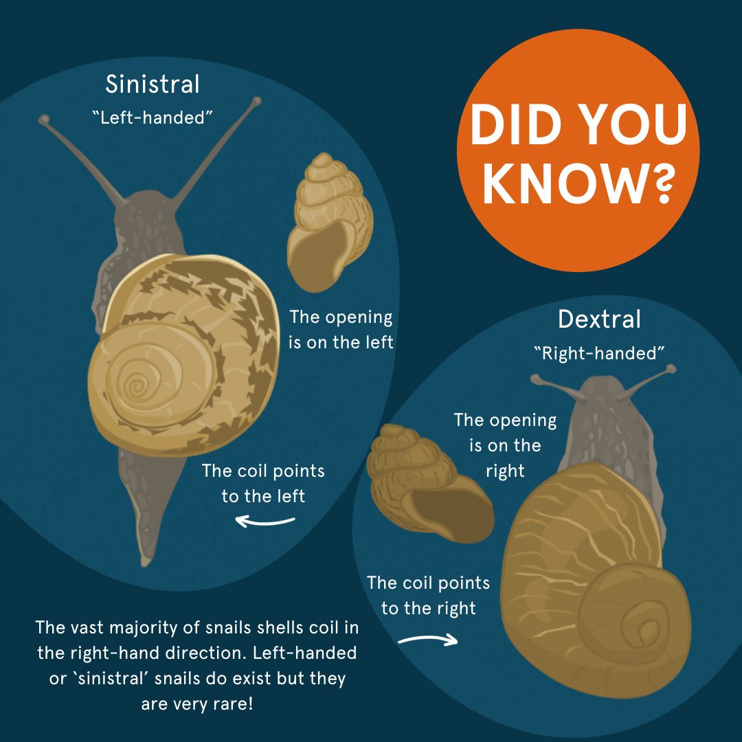 Dextral Snail