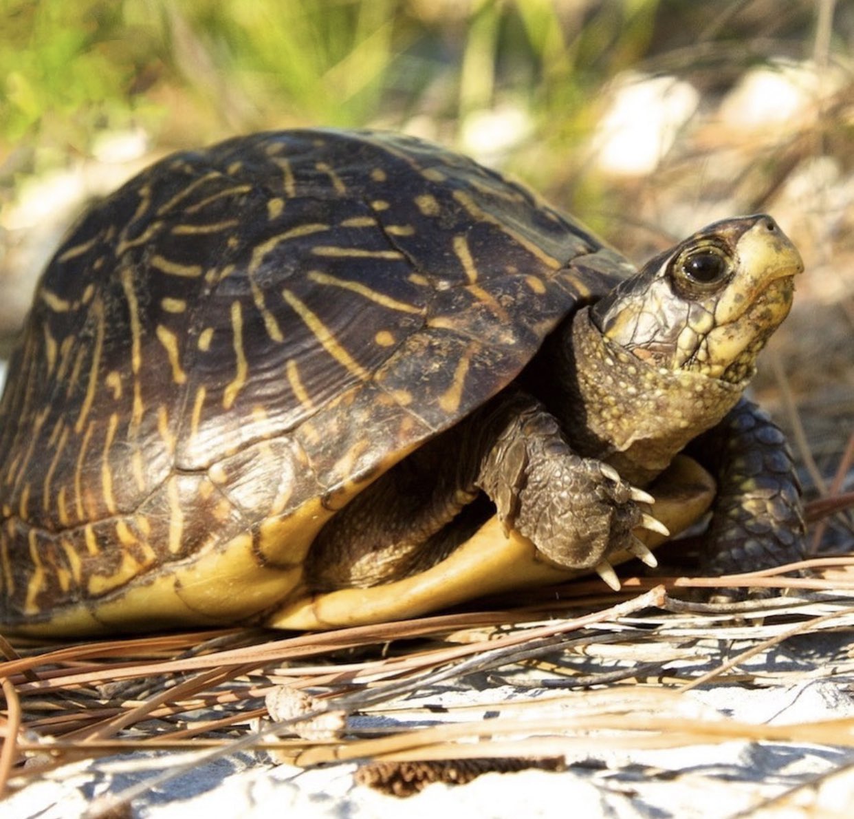 Florida Box Turtle