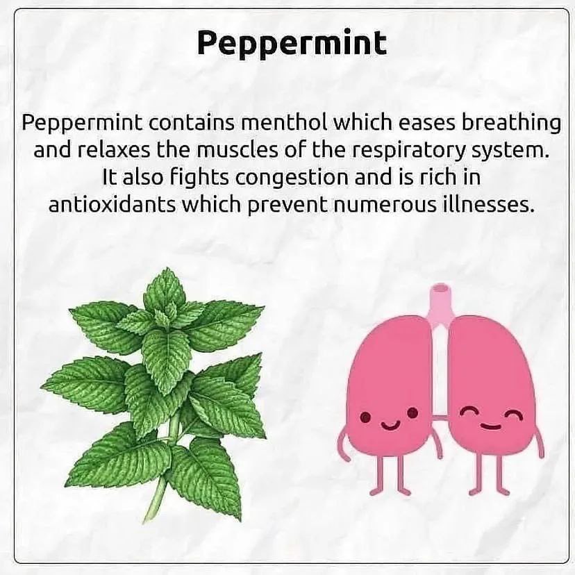 7 Everyday Herbs That Can Boost Your Health And Fight Off Infections ...