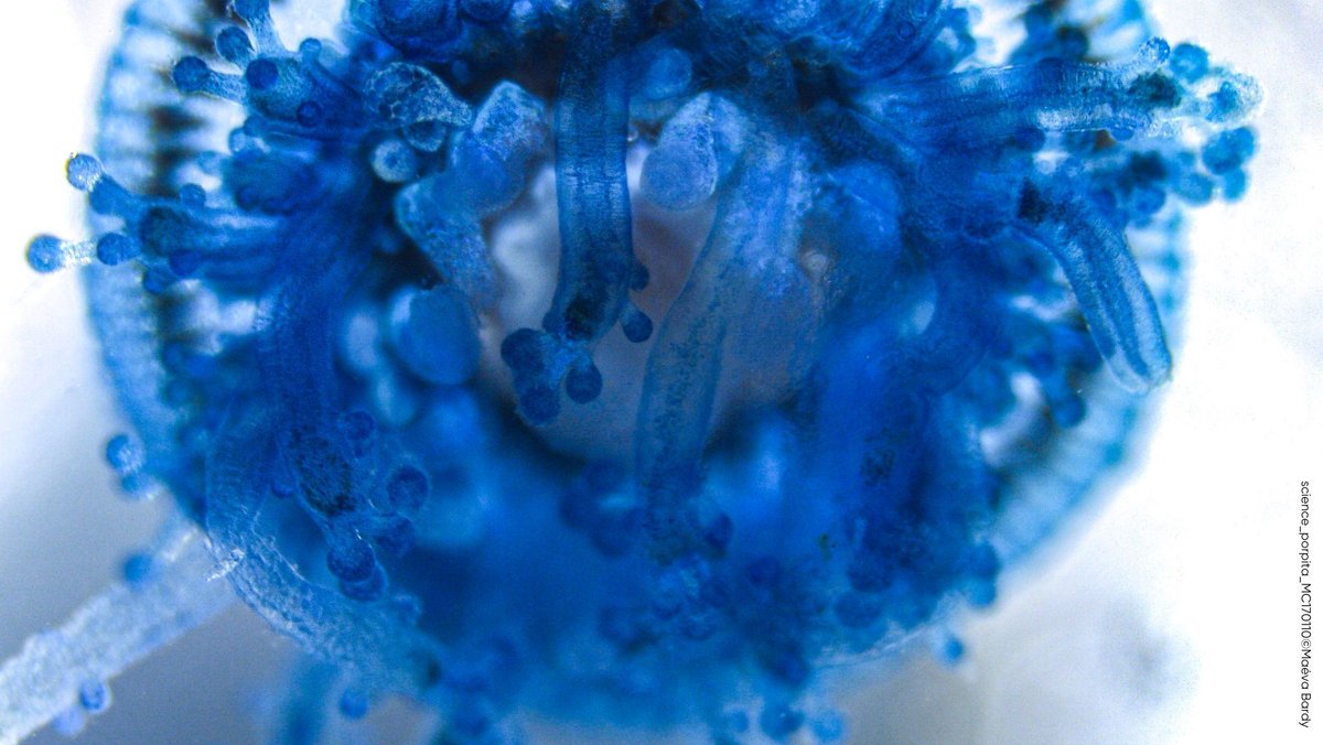 Searching for new compounds in marine microbiomes - Bluetools project