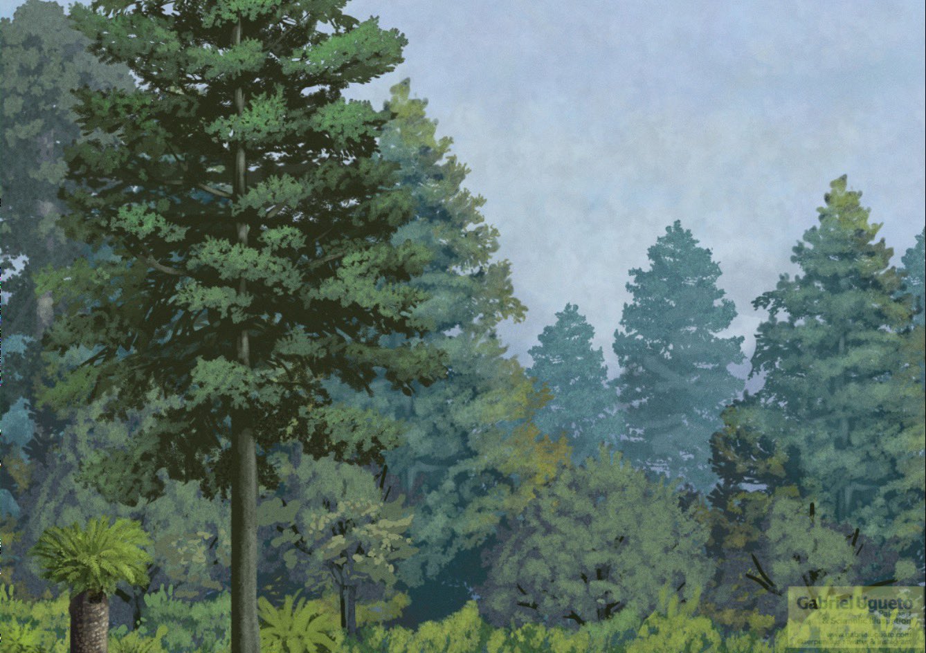 Conifers Plant Jurassic