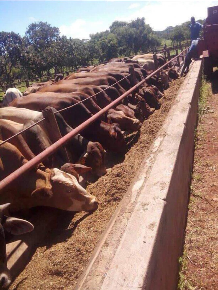 STARTING A FARM... When I started my farming journey, I thought it's ...