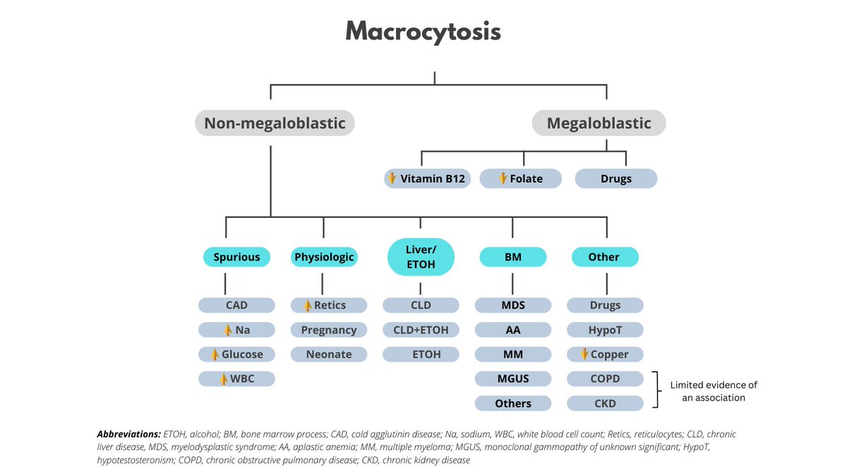 Macrocytosis