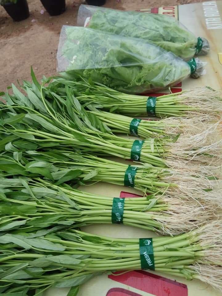 BANG TANI MADUSI's Threads – Thread Reader App