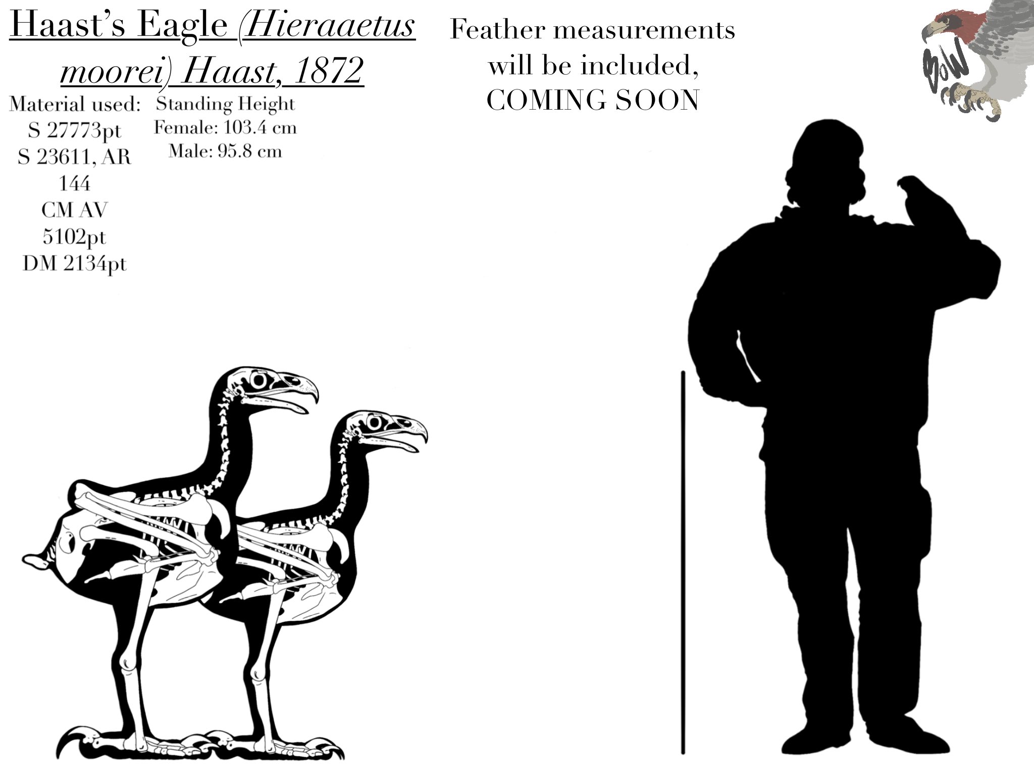 Haast Eagle Size Comparison