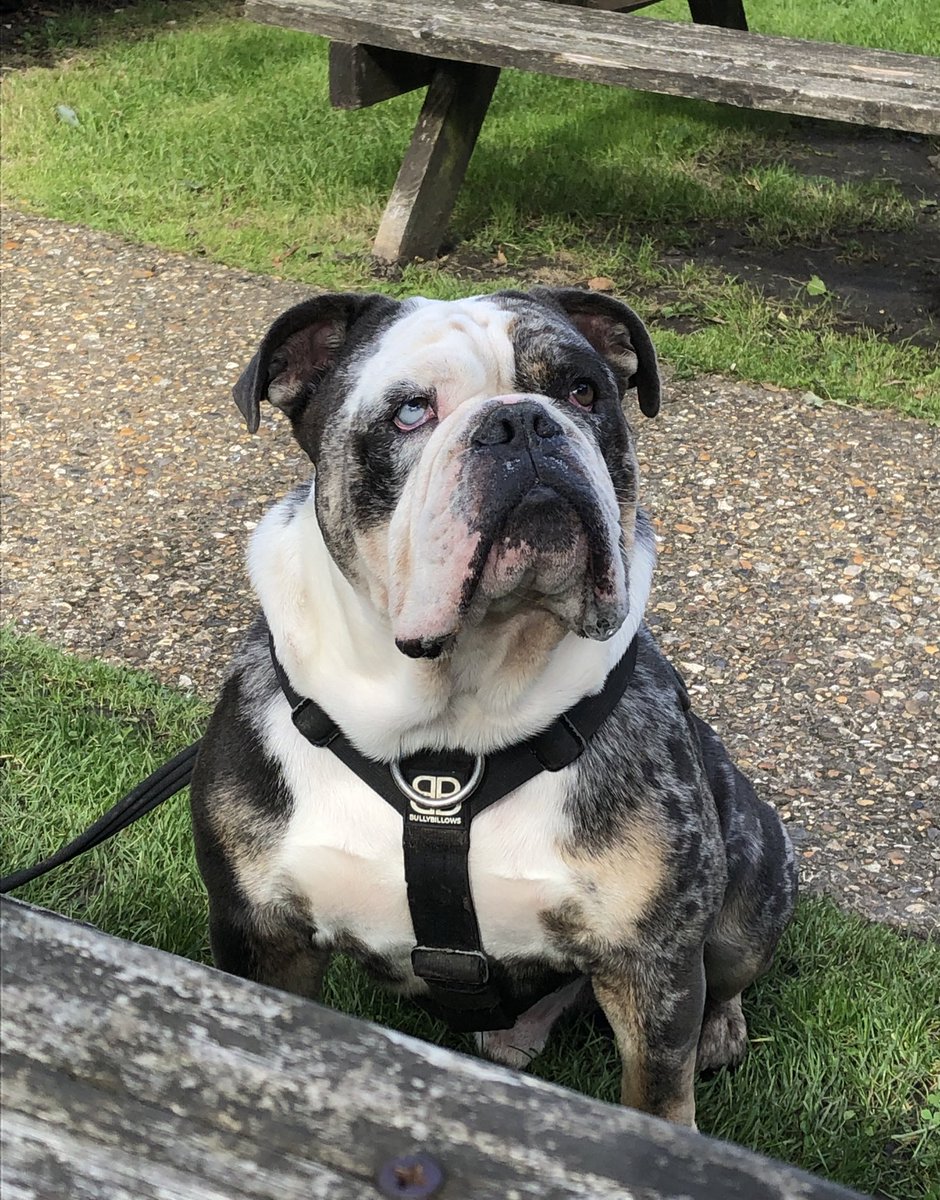 Blue Old English Bulldog