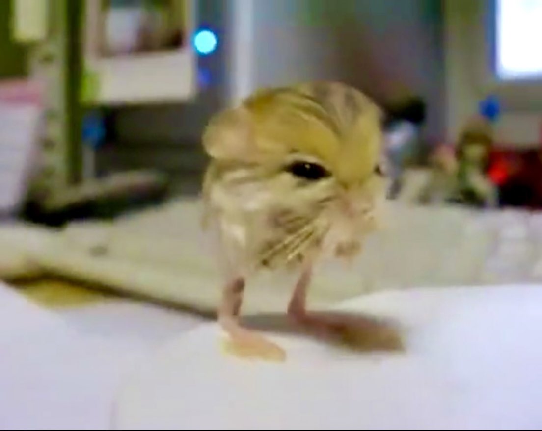 Baby Pygmy Jerboa