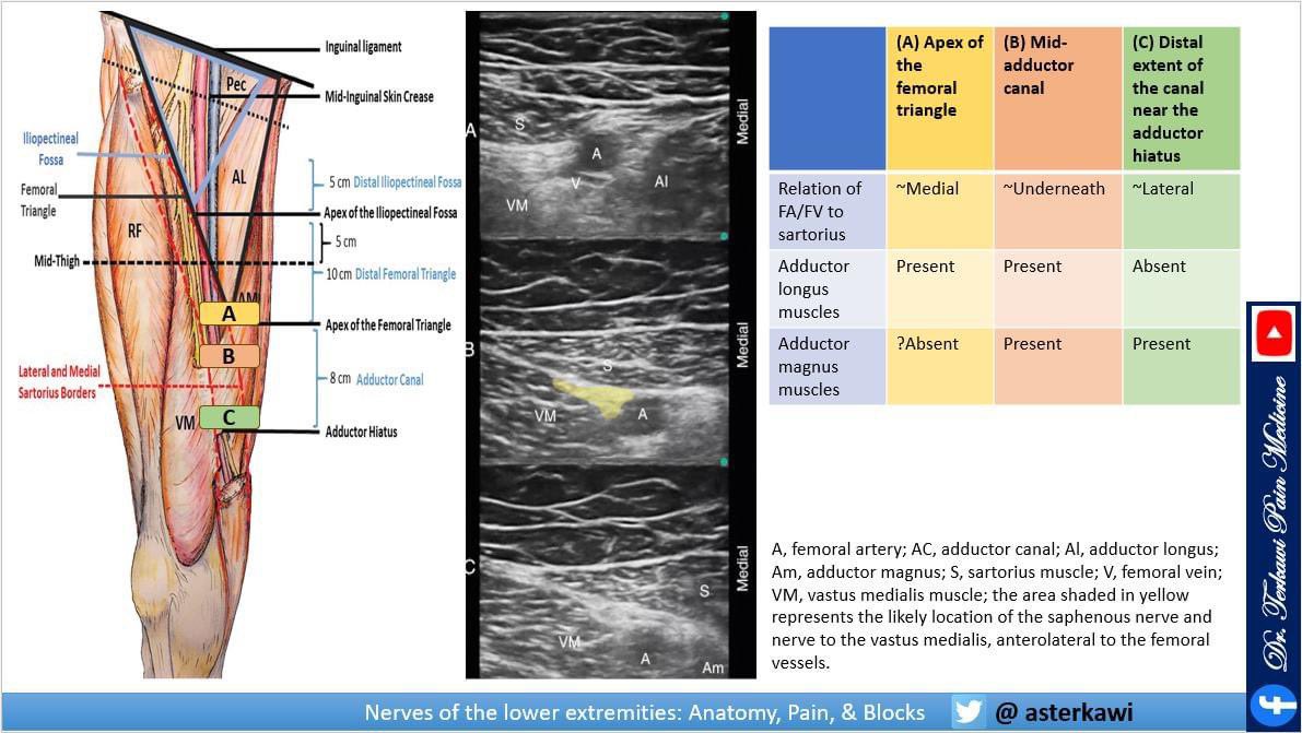 Adductor Hiatus Anatomy
