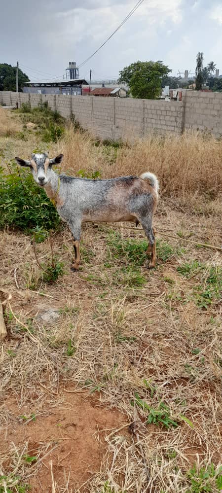 UFUGAJI WA MBUZI WA NYAMA NA AINA ZAKE Kama uliwahi kusikia mbuzi ...