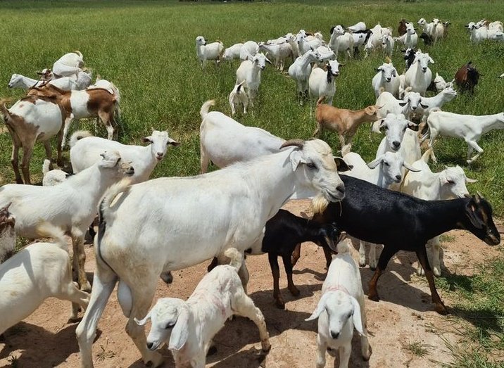 UFUGAJI WA MBUZI WA NYAMA NA AINA ZAKE Kama uliwahi kusikia mbuzi ...