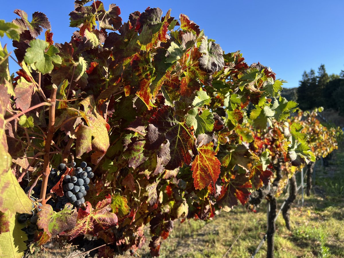 はとね(@hatone) - Twilog