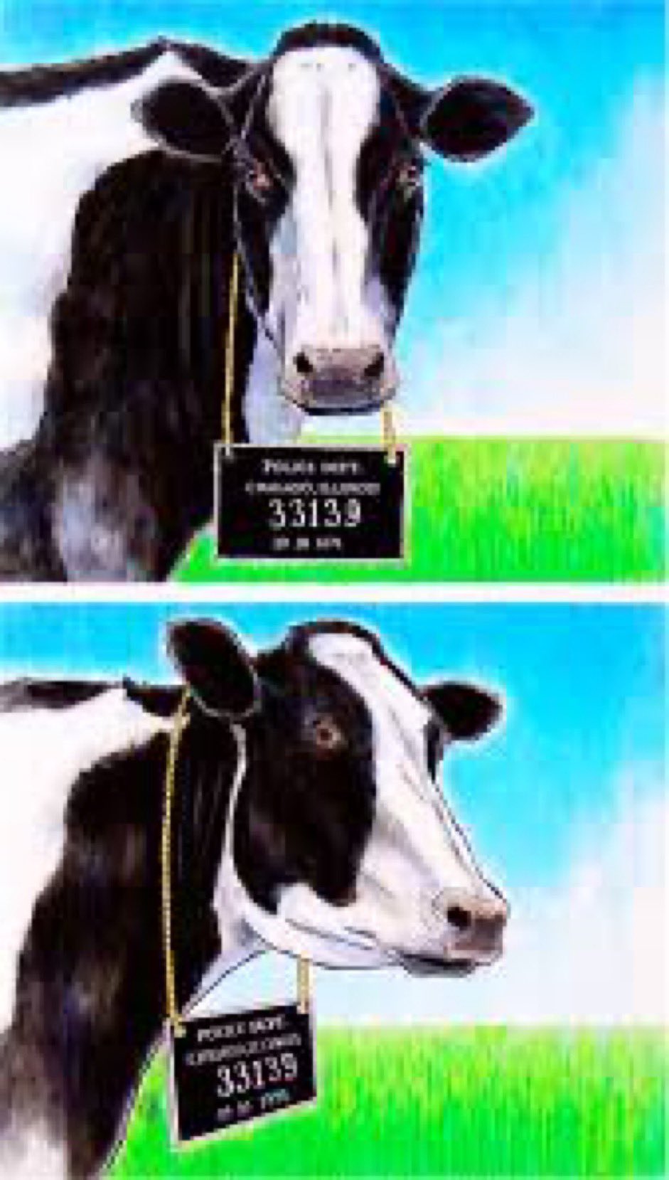 Great Chicago Fire Cow