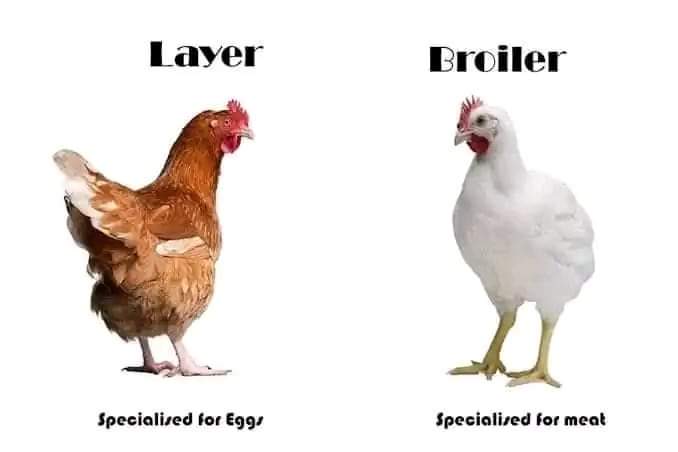 LAYERS VS BROILERS WHICH IS SUILTABLE FOR ME FOR MY AREA AND ALSO WILL ...