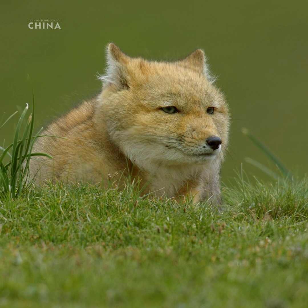Tibetan Sand Fox Tibetan Fox Looks Back With A Faint Smile CGTN