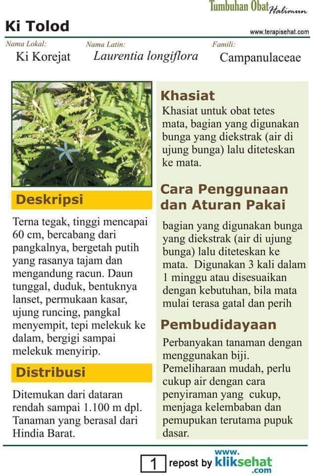 34 Tanaman Obat Yang Berkhasiat Harus kamu simpan ini karna suatu saat ...