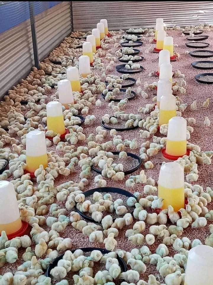 *MISTAKES FARMERS MAKE ON ARRIVAL OF DAY OLD CHICKS.* A lot of farmers ...