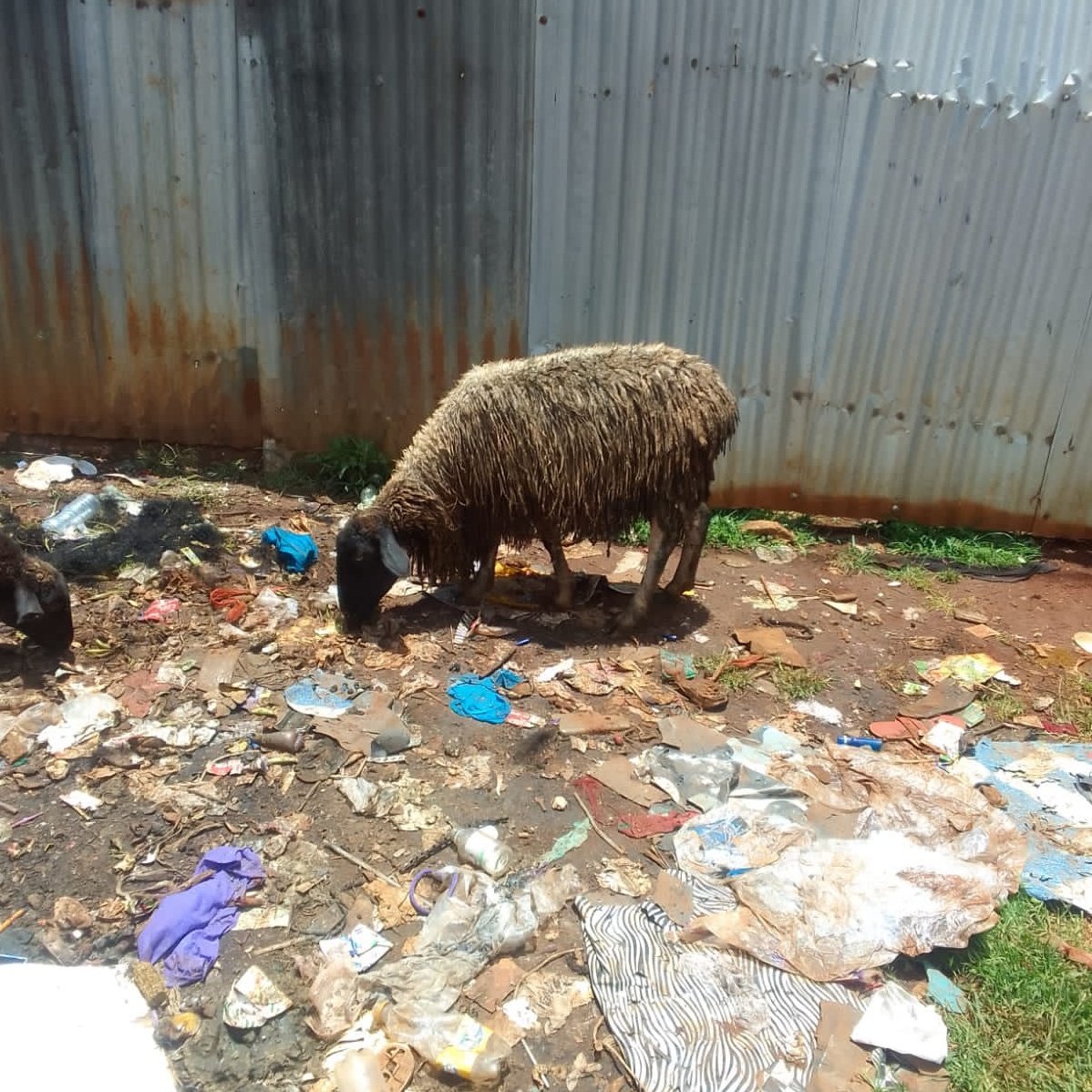 👉KUZIKA MNYAMA ( KONDOO) : Huu ni uchawi wenye nguvu sana katika ulozi ...