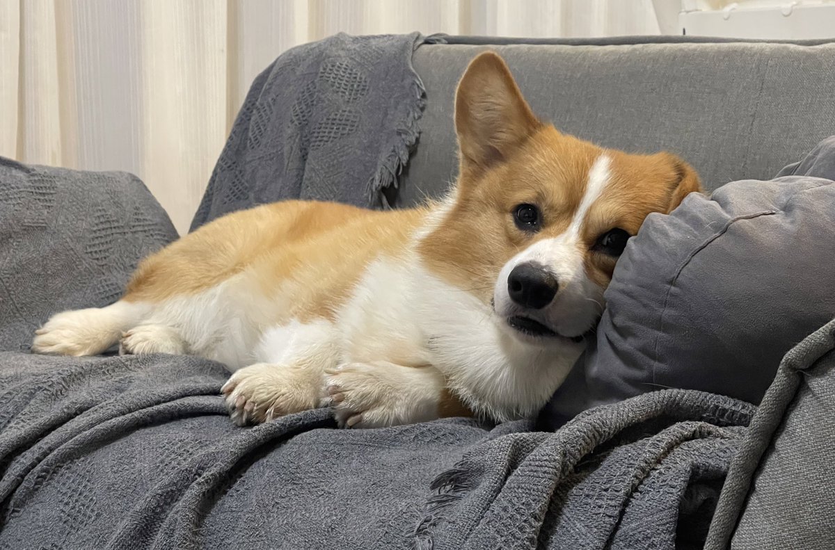 シーボ(@seabo) - Twilog