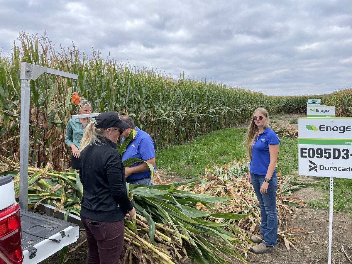 Syngenta's Bio-engineered Enogen Corn Touts Sustainability, 57% OFF