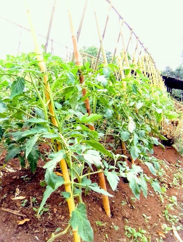 FARMING LESSON: STAKING (Definition, Examples of crops that can be ...