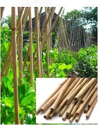 FARMING LESSON: STAKING (Definition, Examples of crops that can be ...