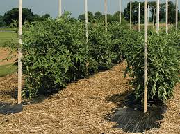 FARMING LESSON: STAKING (Definition, Examples of crops that can be ...