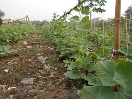 FARMING LESSON: STAKING (Definition, Examples of crops that can be ...