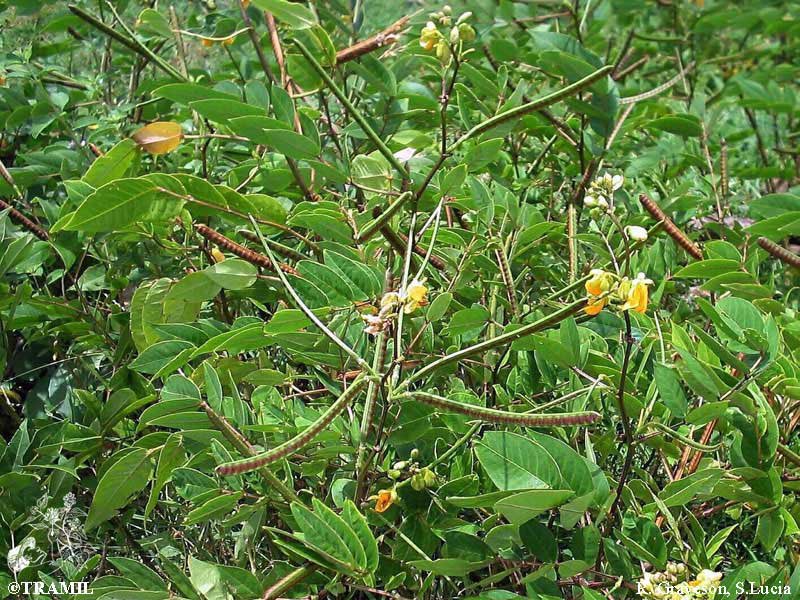 Ladies suffering from MENSTRUAL PAINS should get the dried leaves of ...