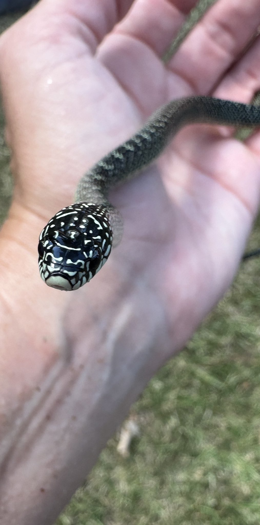 Baby Speckled Kingsnake