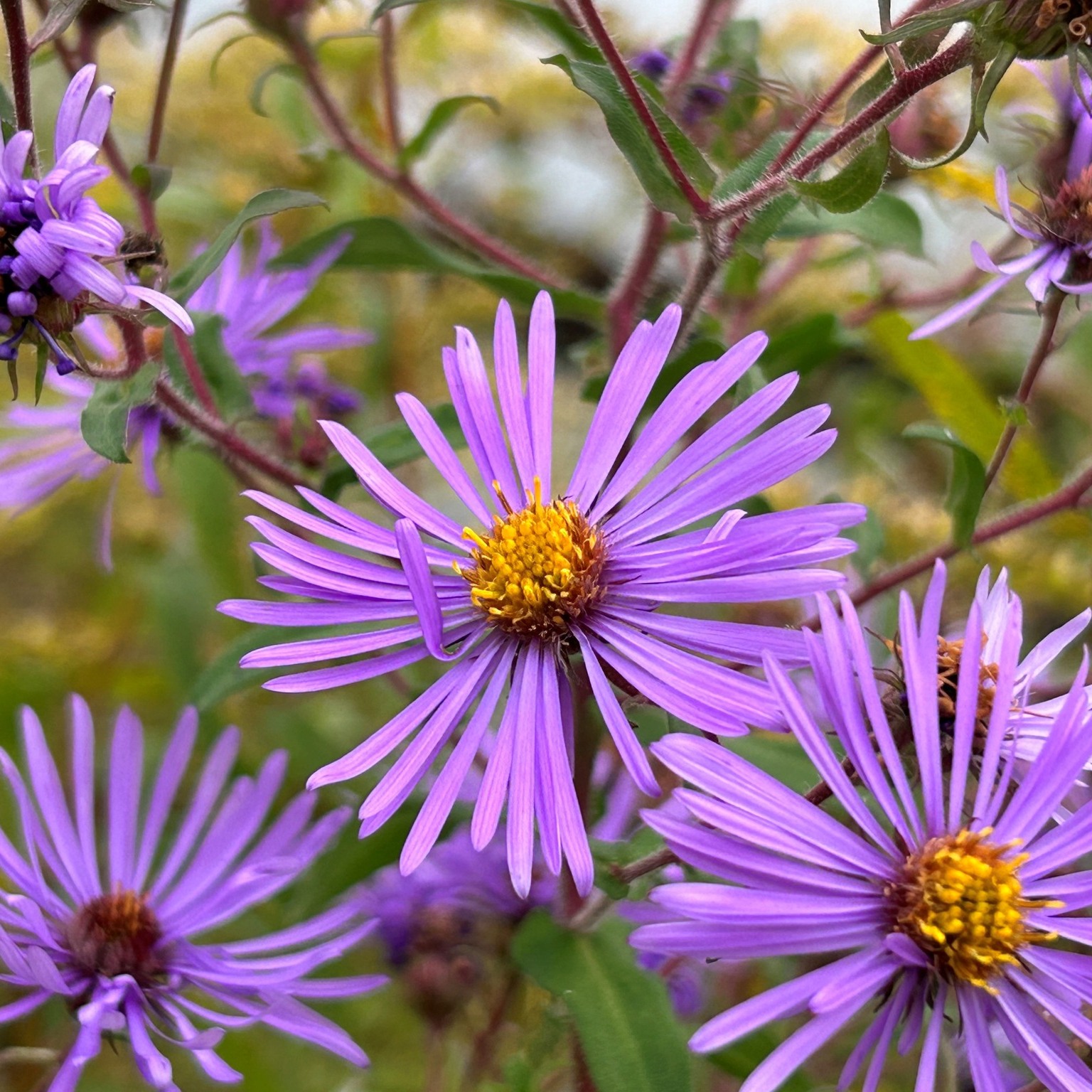 Late Purple Aster
