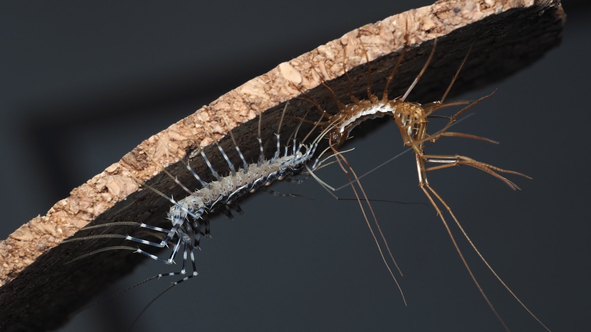 Arthropod Molting