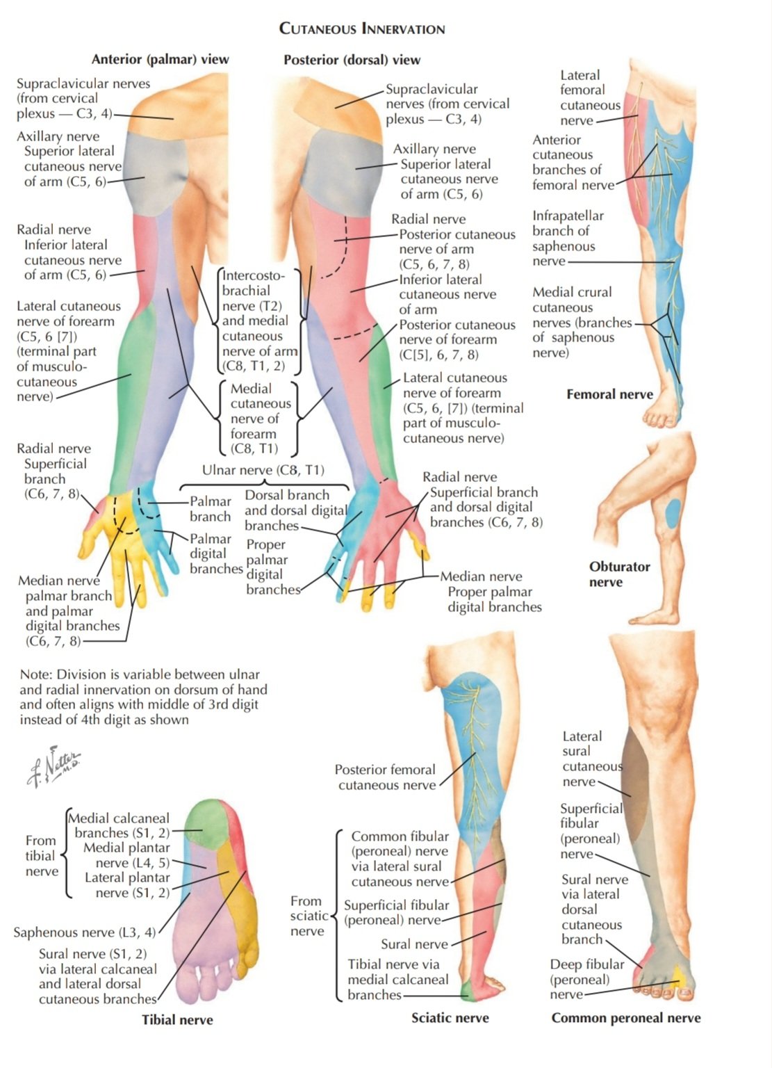 Lower Limb Cutaneous Innervation