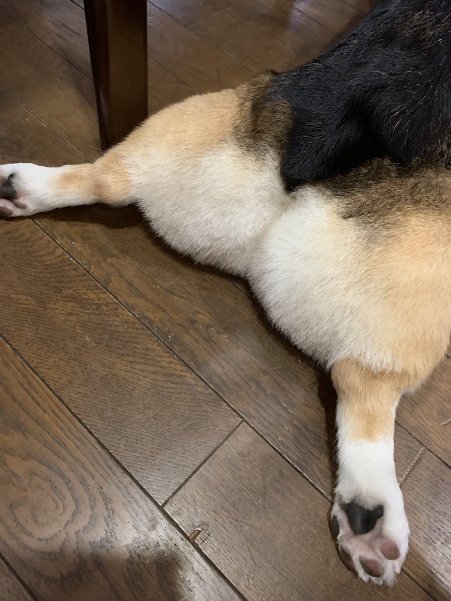 チャジー(@chazy_twit) - Twilog