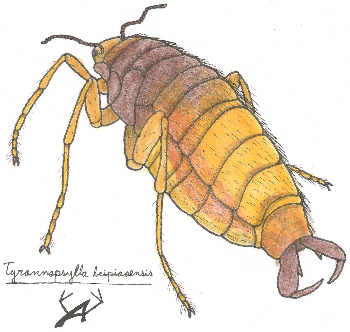 Ten Legged Fleas Drawing