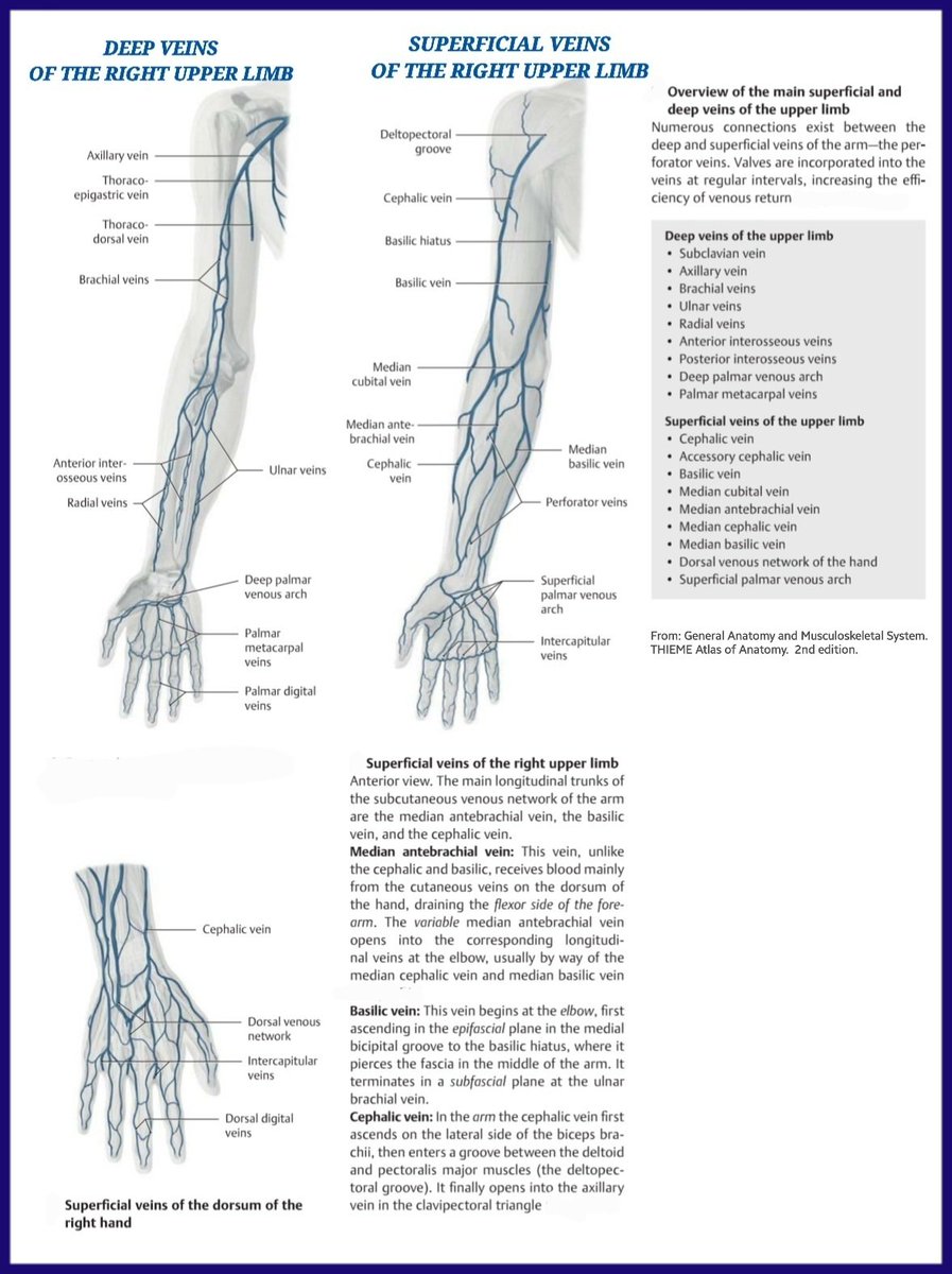 Superficial Veins Upper Extremity Venous Drainage Of The Lower