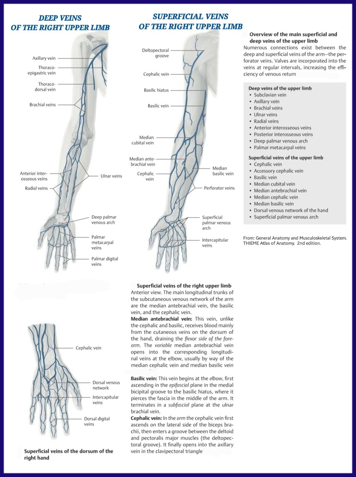 Posterior Arm Veins Pectoral Region, Axilla, Brachial Plexus, And
