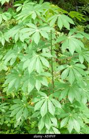 This is a plant everyone must have in their yard... CASSAVA PLANT 🌿 ...
