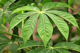 This is a plant everyone must have in their yard... CASSAVA PLANT 🌿 ...