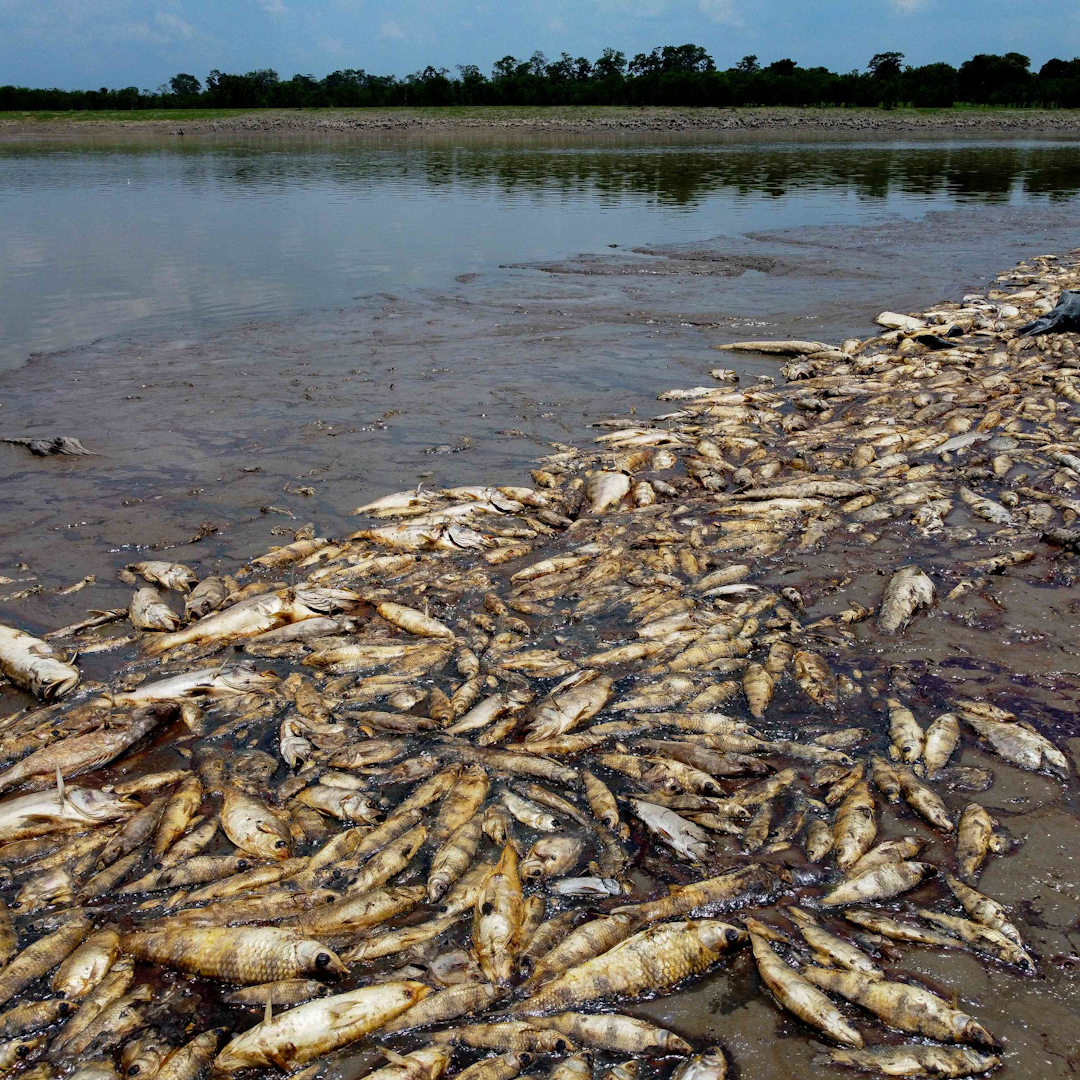 Effects Of Acid Rain On Fish Acid Rain: What It Is, Causes And