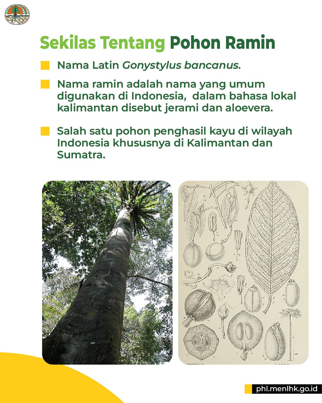 Pohon Ramin