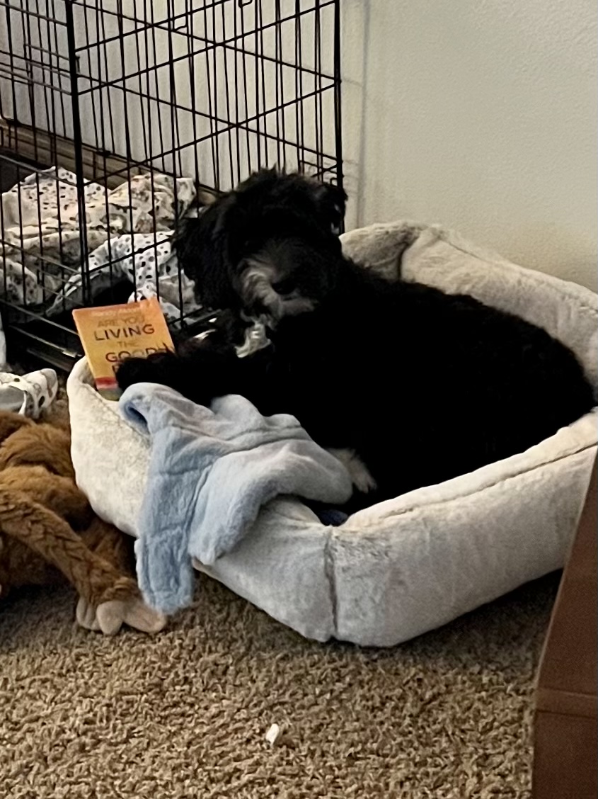 Living The Good Life Dogs