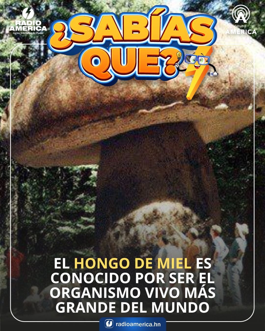 El Hongo De Miel Es El Organismo Vivo Más Grande