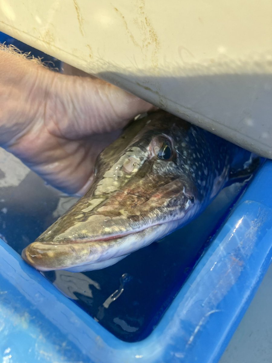 Brook Silverside Mouth