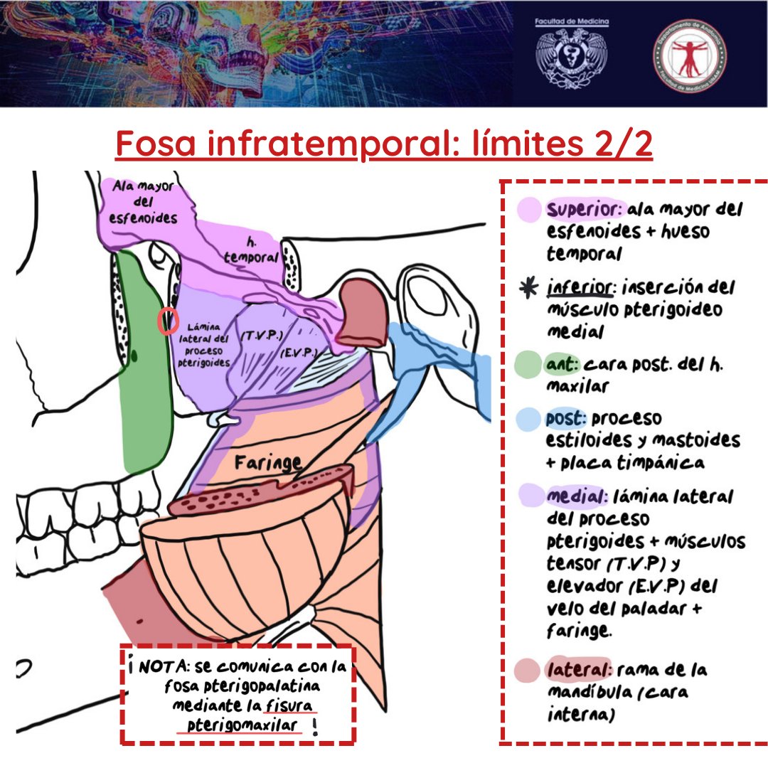 Anatomía De La Fosa Infratemporal La Fosa Infratemporal • Vídeo