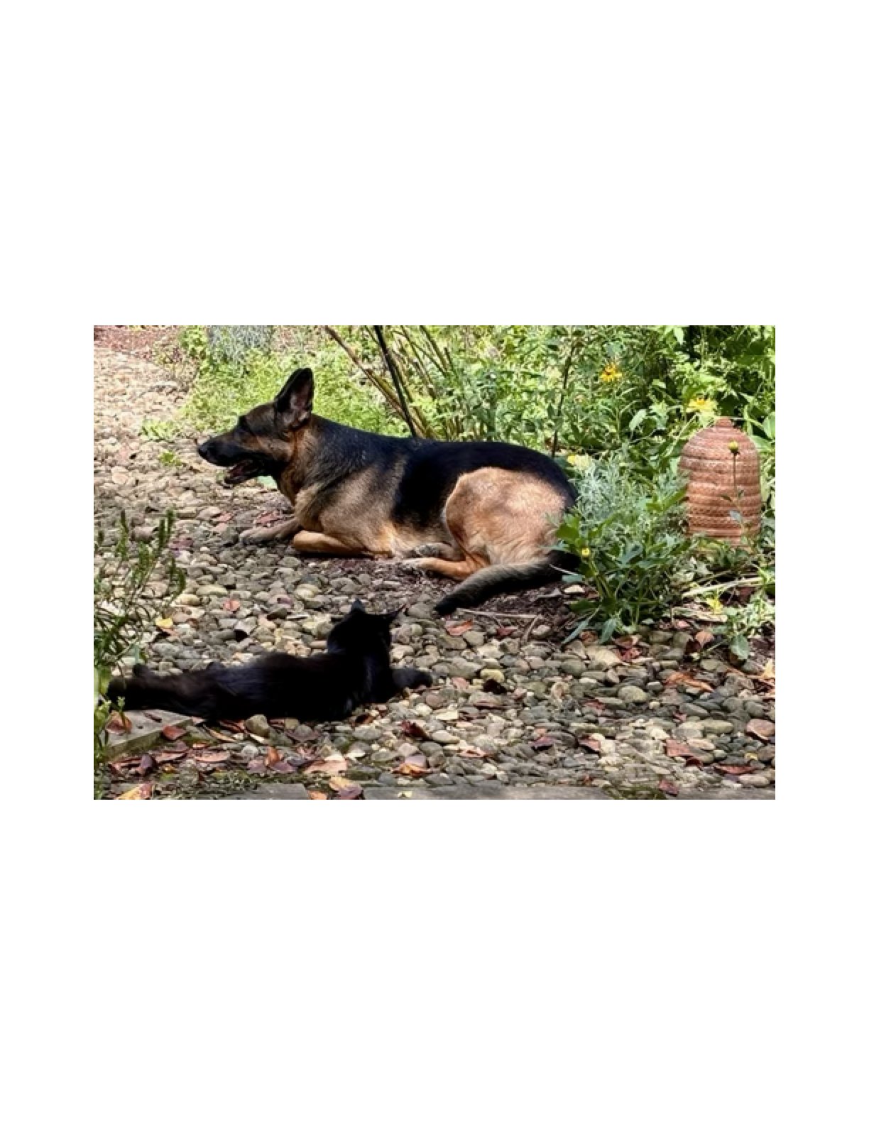 Scared German Shepherd