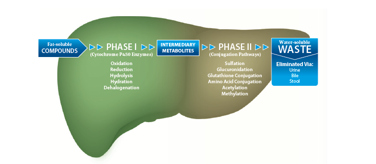 How your liver protects you from the poisons around you Your liver is ...