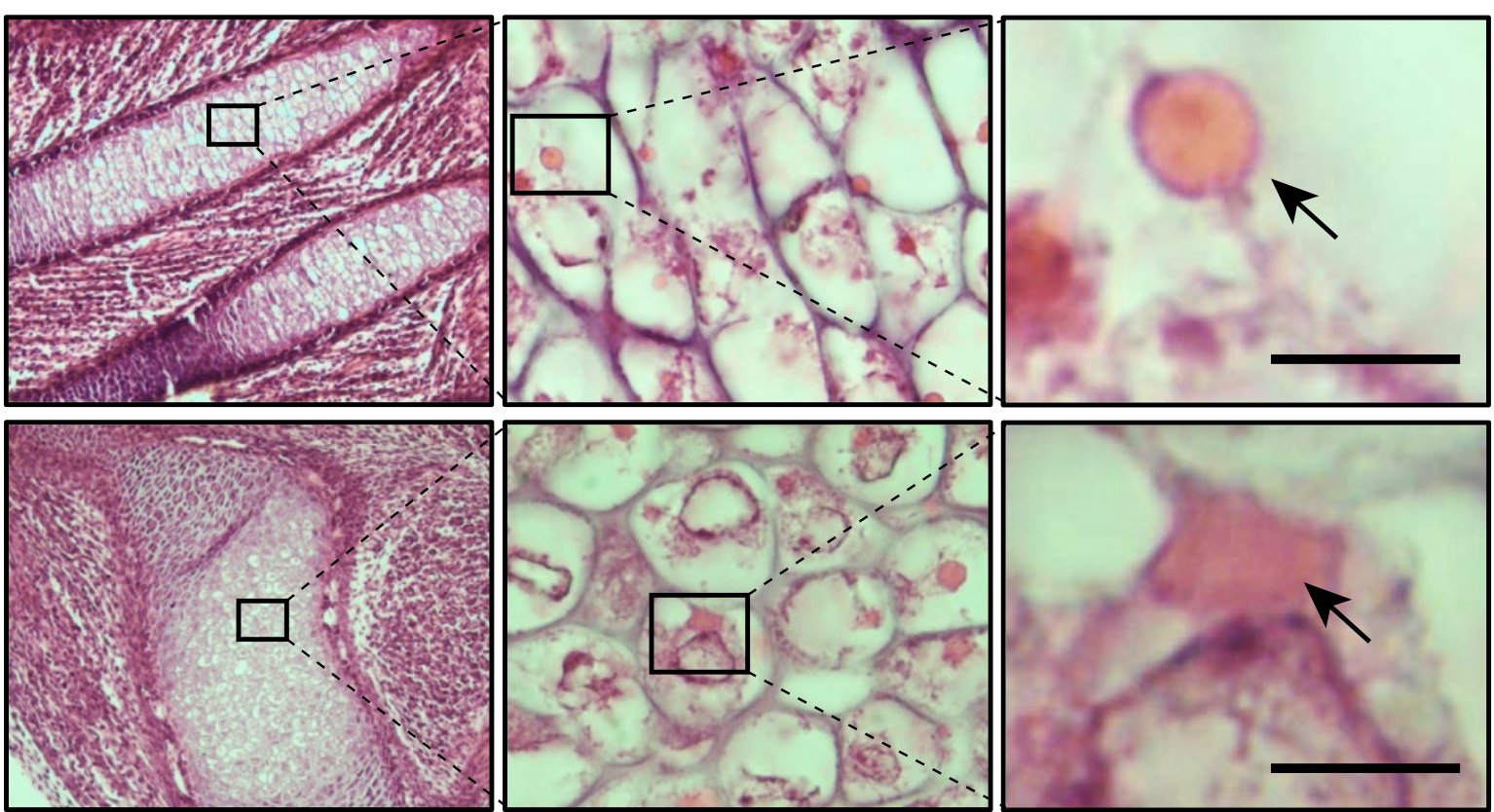 Cartilage Cell Labeled
